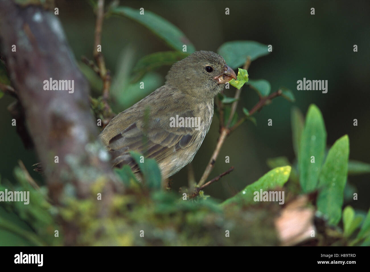 Vegetarian Tree Finch (Camarhynchus crassirostris) eating, Sierra Negra ...