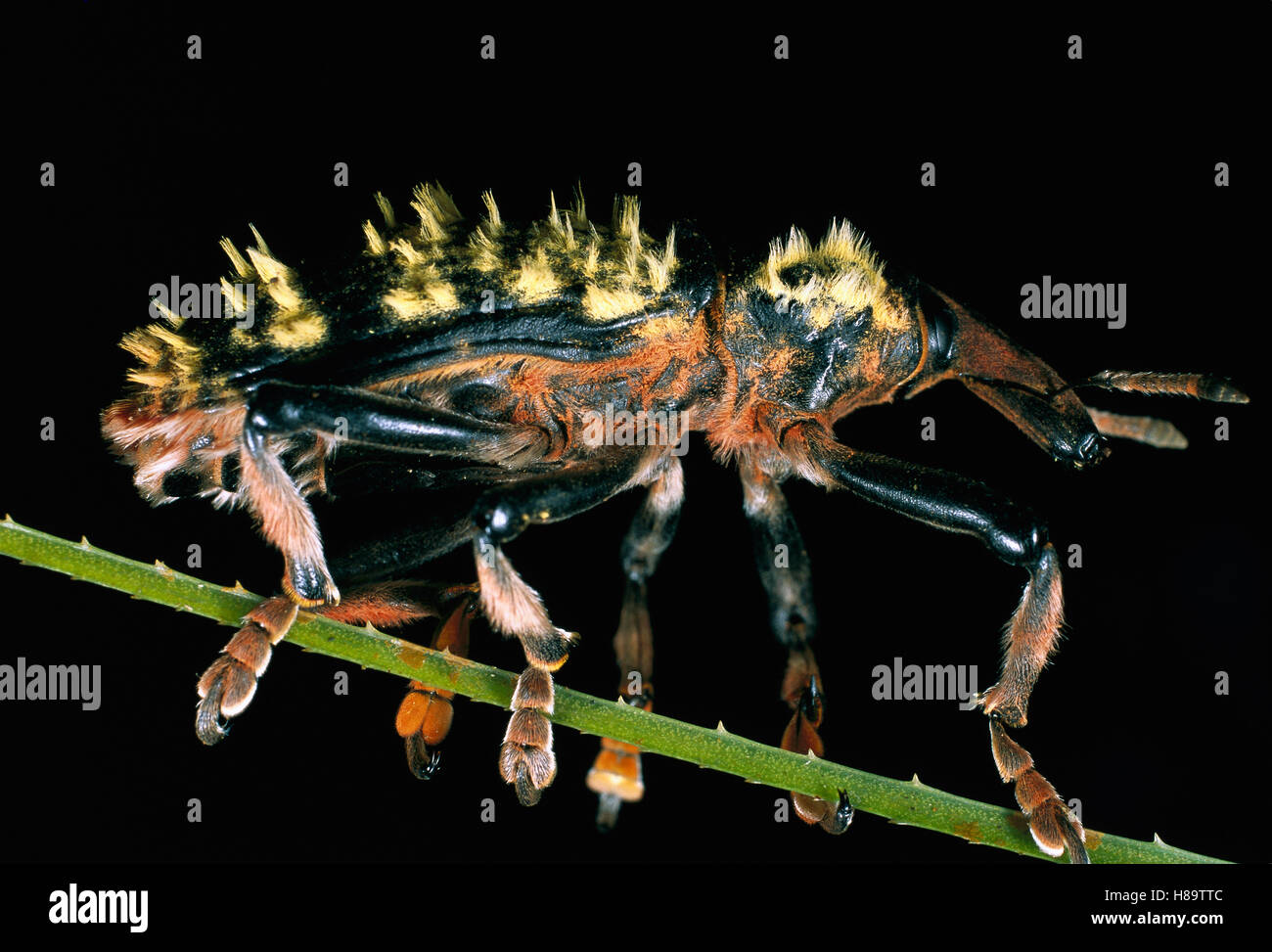 Weevil clinging to twig, life-size close-up, Madagascar Stock Photo - Alamy
