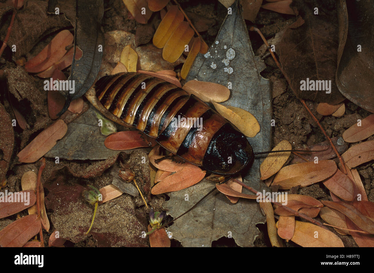 Giant Madagascar Hissing Cockroach (Gromphadorhina portentosa) on ...