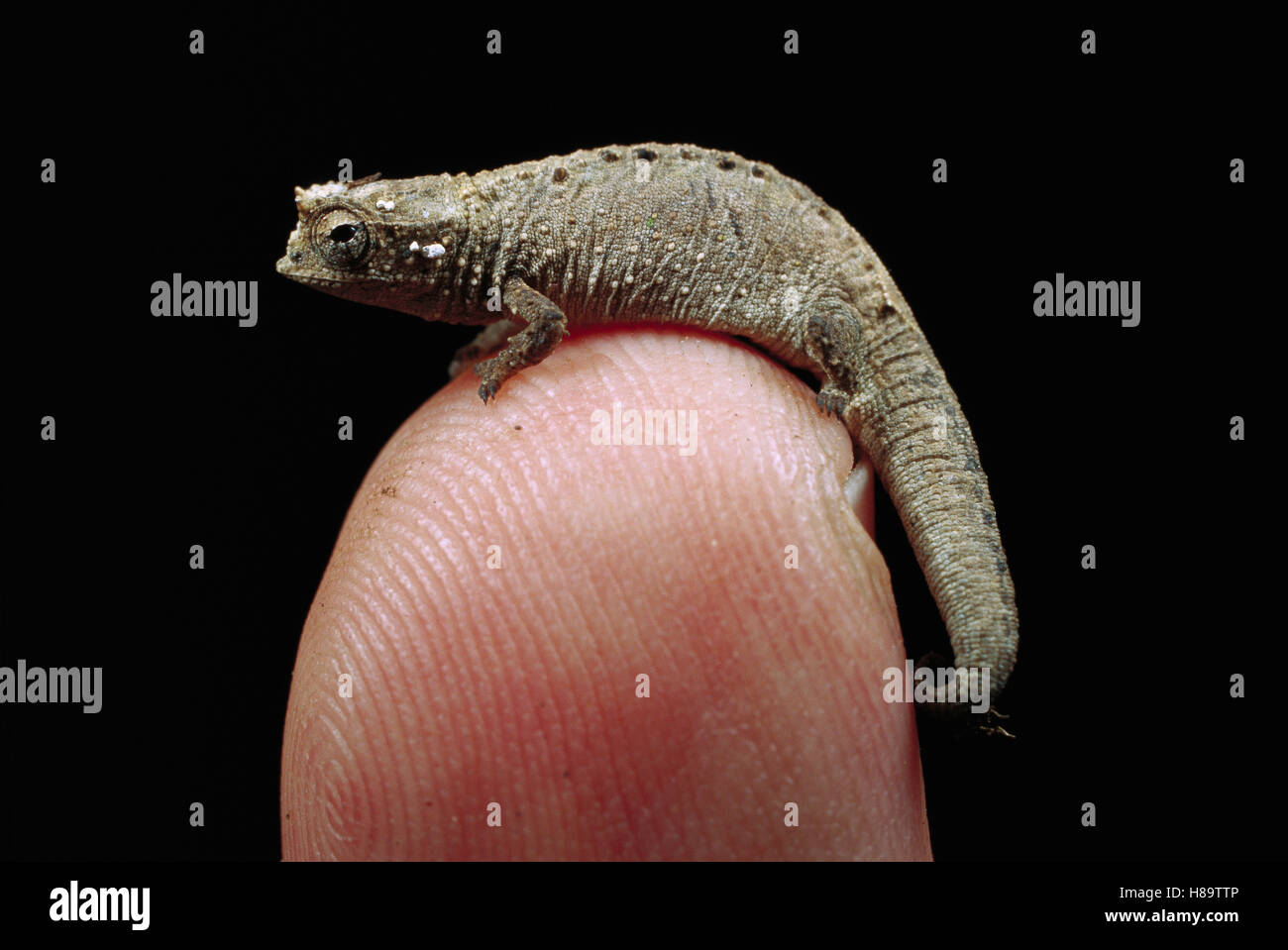 Nosy Be Pygmy Leaf Chameleon (Brookesia minima) world's smallest ...