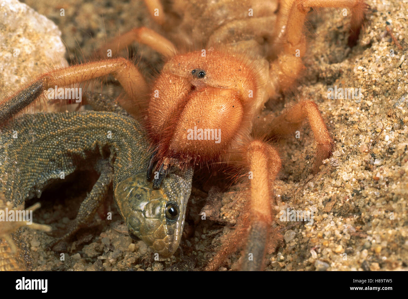 Wind Scorpion (Eremorhax joshui) adult female feeding on a lizard it ...