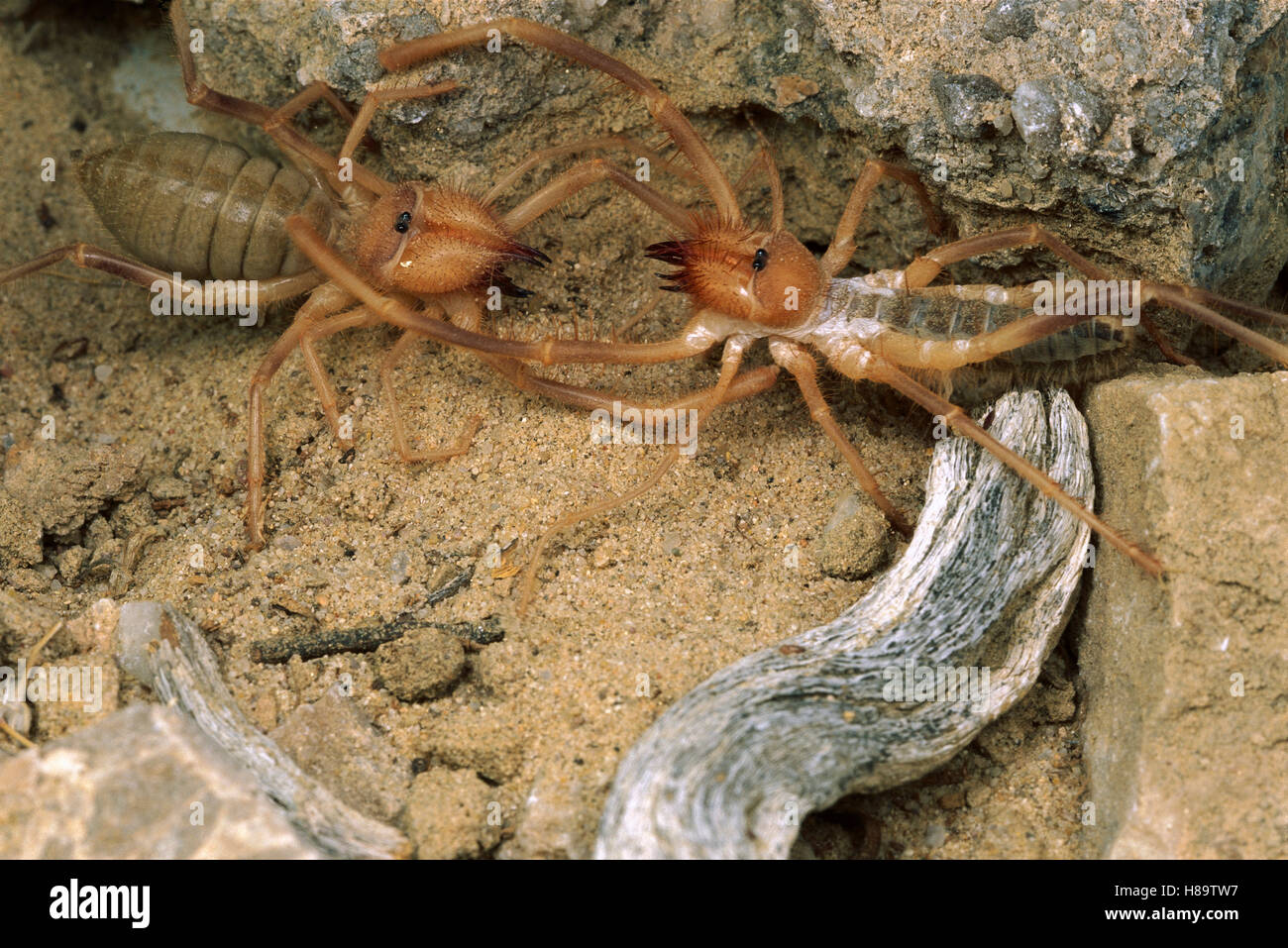Wind Scorpion (Eremorhax joshui) female on left approaches a male ...