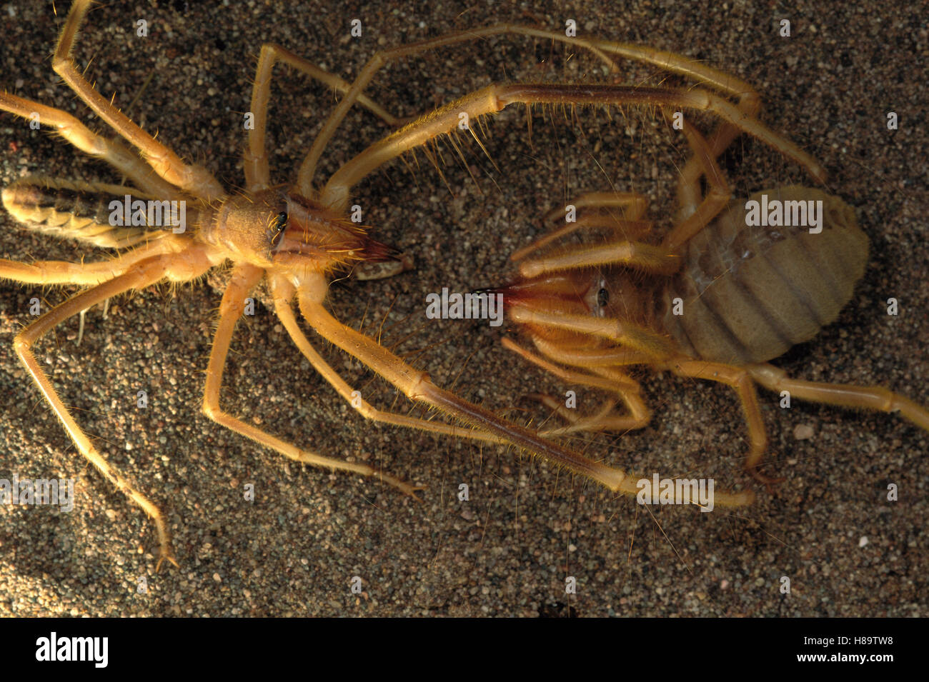 Wind Scorpion (Galeodidae) male at top approaches a female and strokes ...