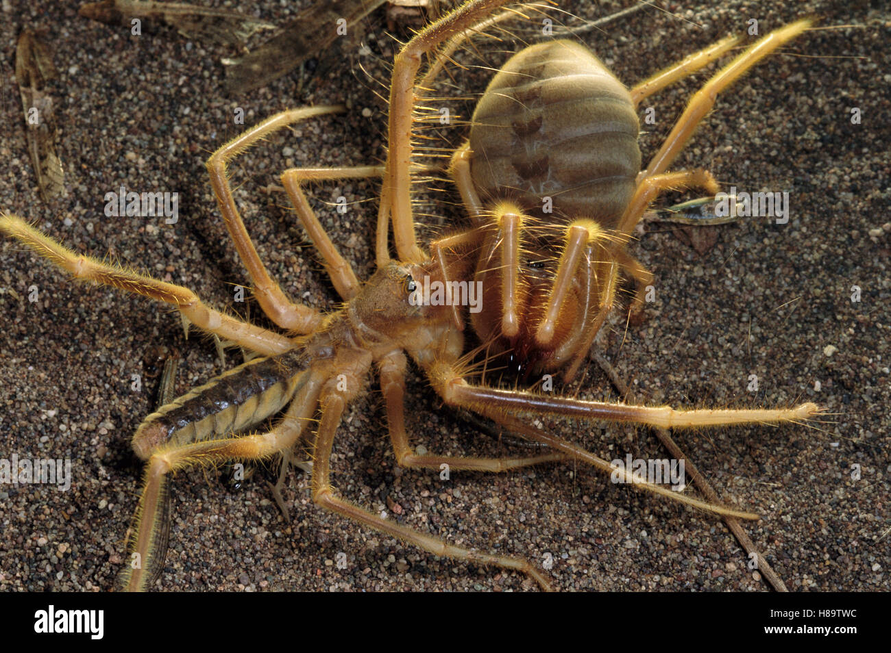 Wind Scorpion (Galeodidae) male at left lunges at a female tearing her ...