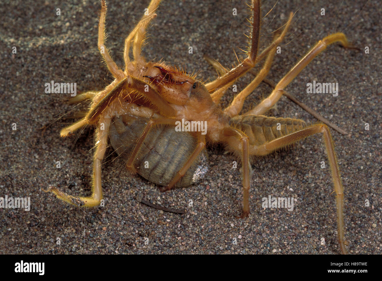 Wind Scorpion (Galeodidae) male at left grabs and twists female prior ...