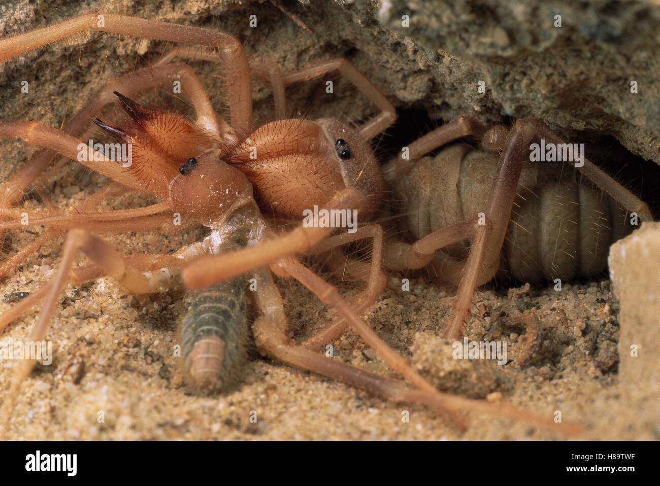 Wind Scorpion (Eremocosta titania) female at right devours the head of ...