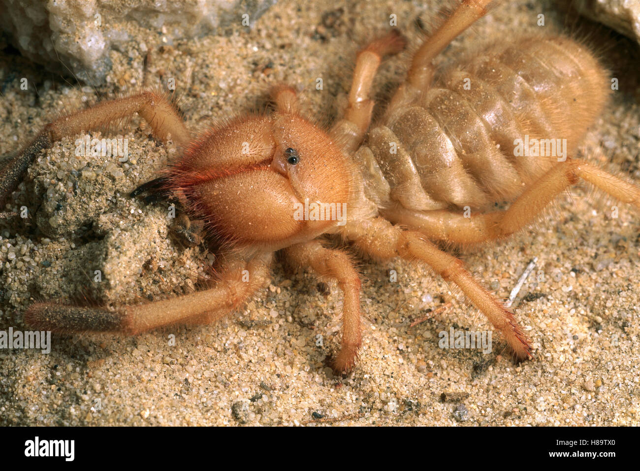 Wind Scorpion (Chanbria sp) digging a burrow in the sand, southern ...