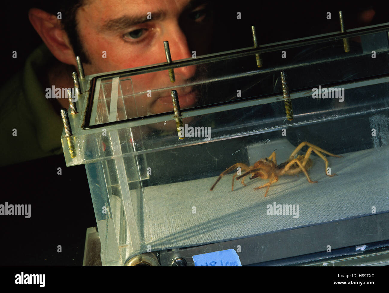 Wind Scorpion (Galeodidae) runs on a treadmill under the watchful eye ...