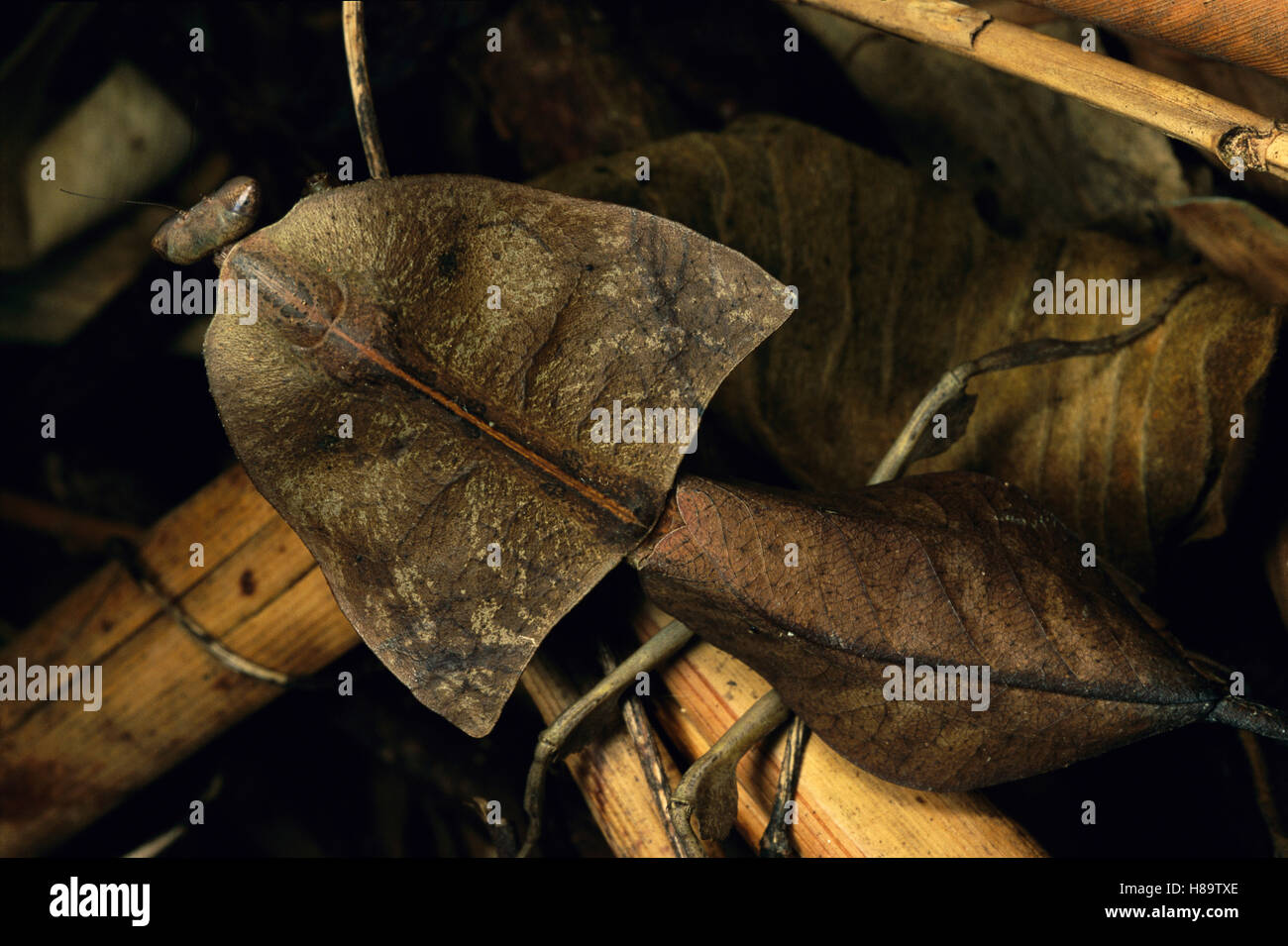 Brown Leaf Mantis (Deroplatys truncata) camouflaged against leaf litter ...