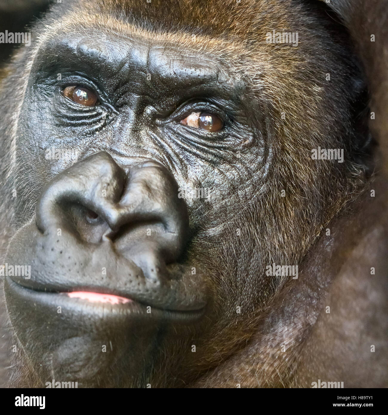 Black Gorilla Portrait Stock Photo - Alamy