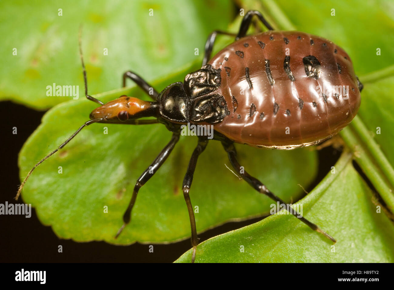 Insect nymph on leaf, Tiputini, Ecuador Stock Photo - Alamy
