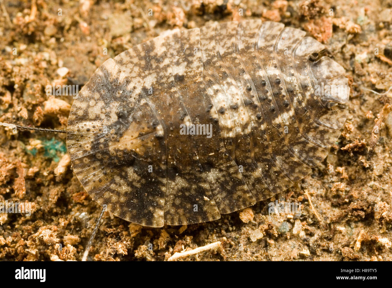 Disk Cockroach, normal view, camouflage, Tiputini, Ecuador Stock Photo ...