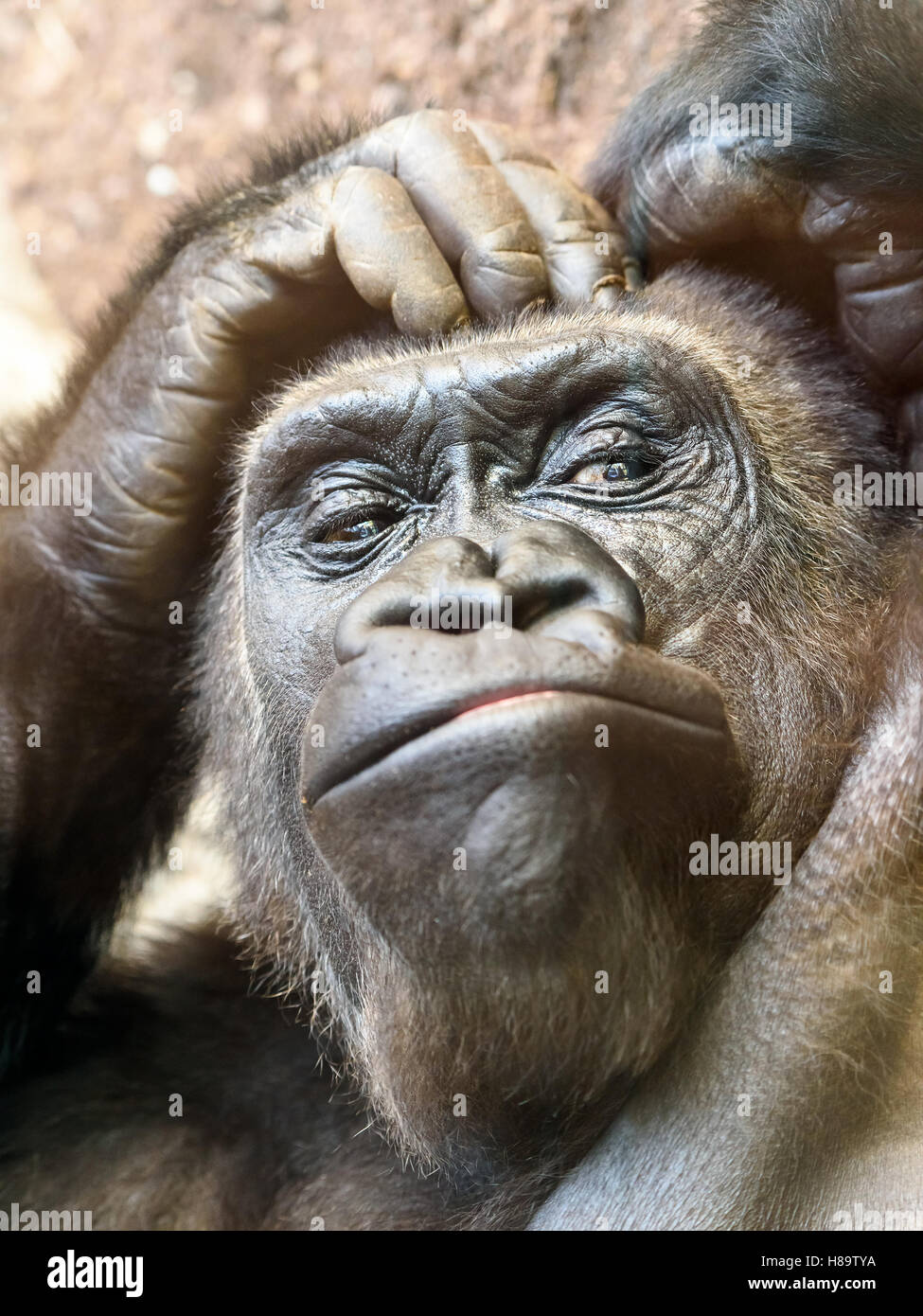 Black Gorilla Portrait Stock Photo - Alamy