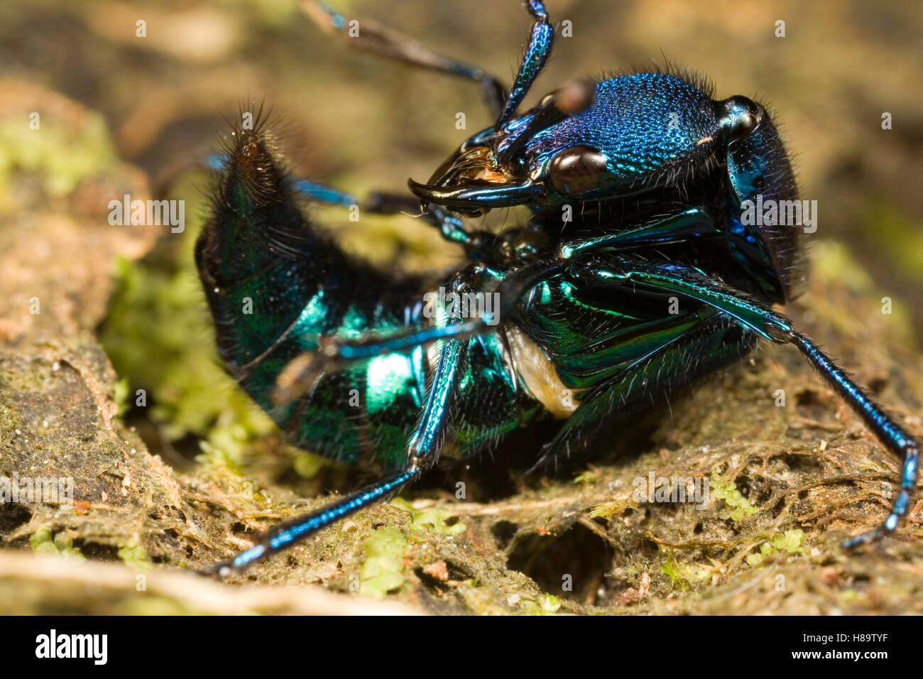 Rove Beetle (Staphylinidae) close up, defensive posture Stock Photo - Alamy