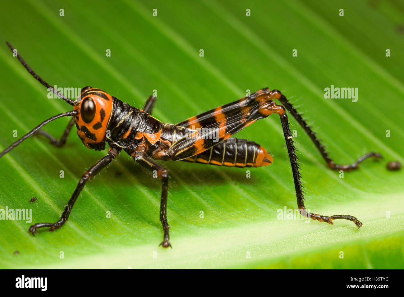 Grasshopper, side view, close up on leaf Stock Photo - Alamy
