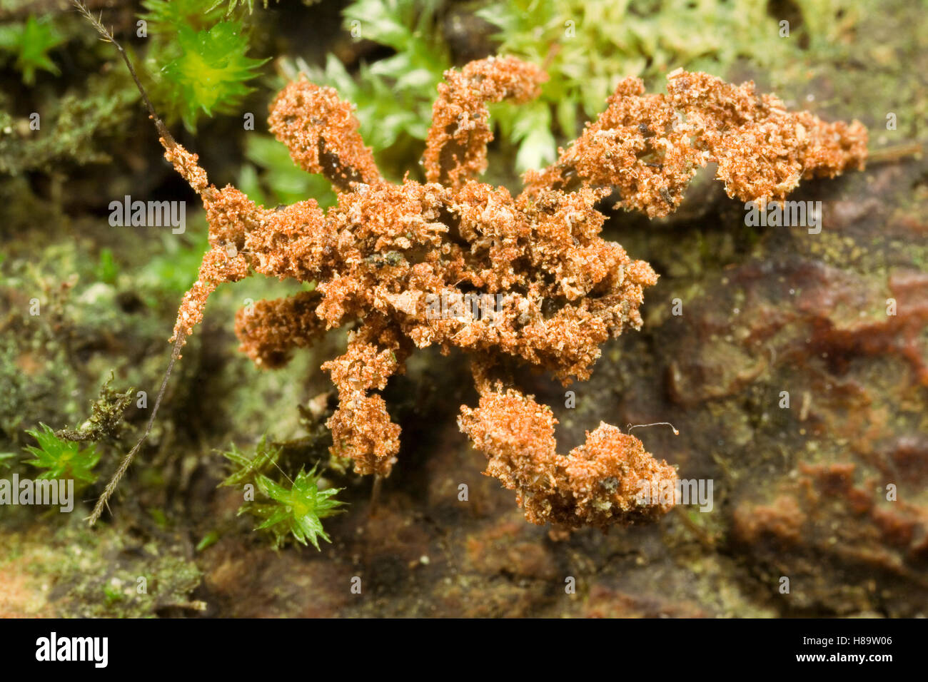 Soil coated bug, close up, Tiputini, Ecuador Stock Photo - Alamy