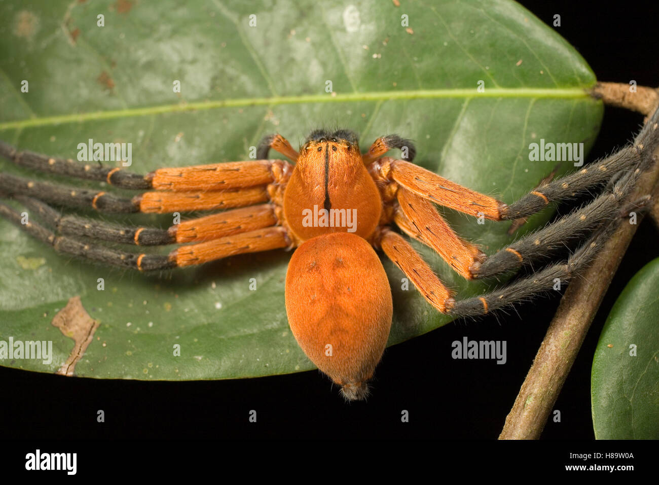 Wolf Spider (Lycosidae) close up portrait, Tiputini, Ecuador Stock ...