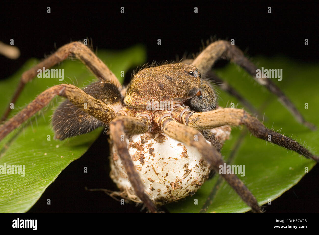 Wolf Spider (Lycosidae) close up portrait with egg sac, Tiputini ...