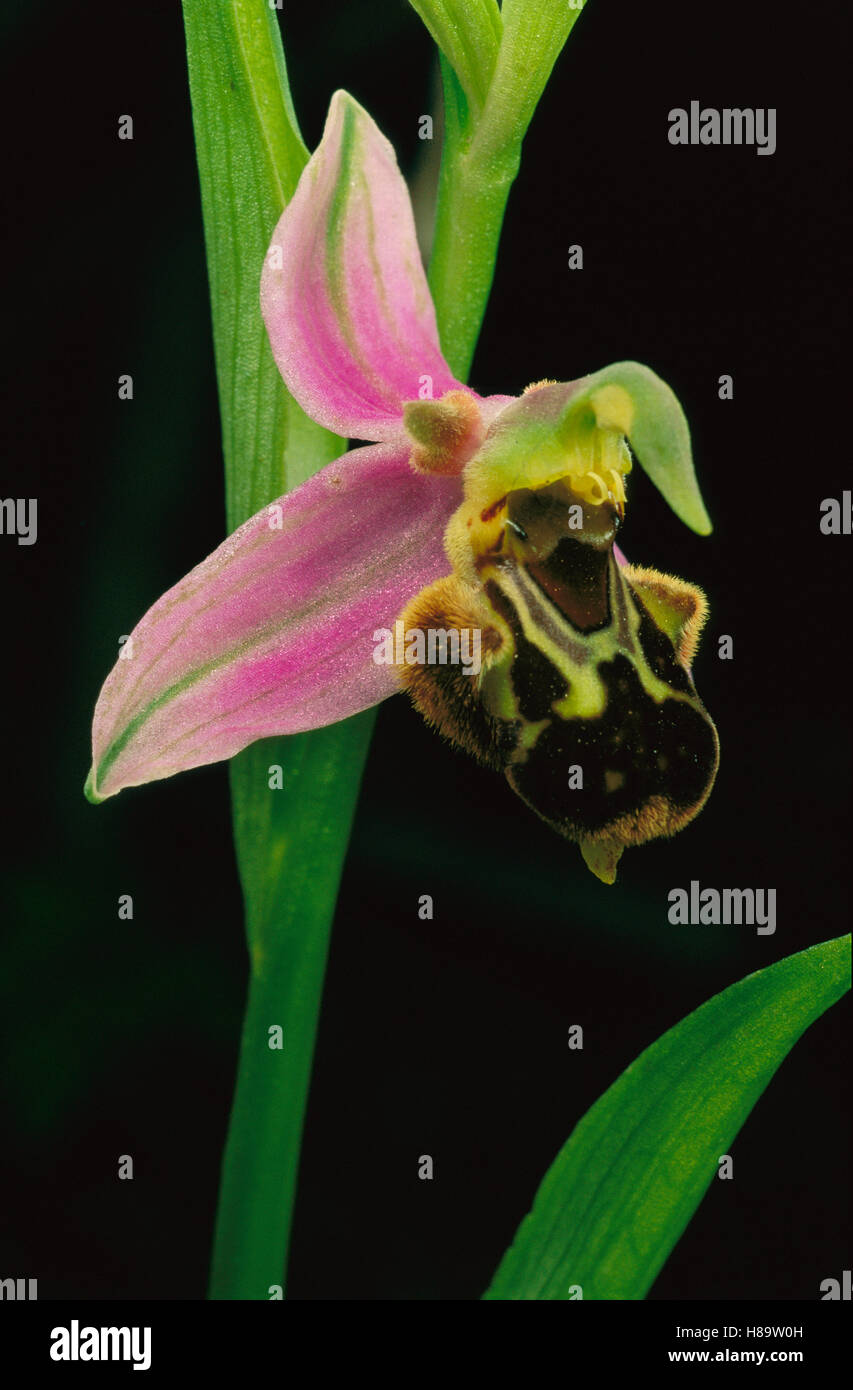 Bee Orchid (Ophrys apifera) this orchid mimics female bee so that the ...