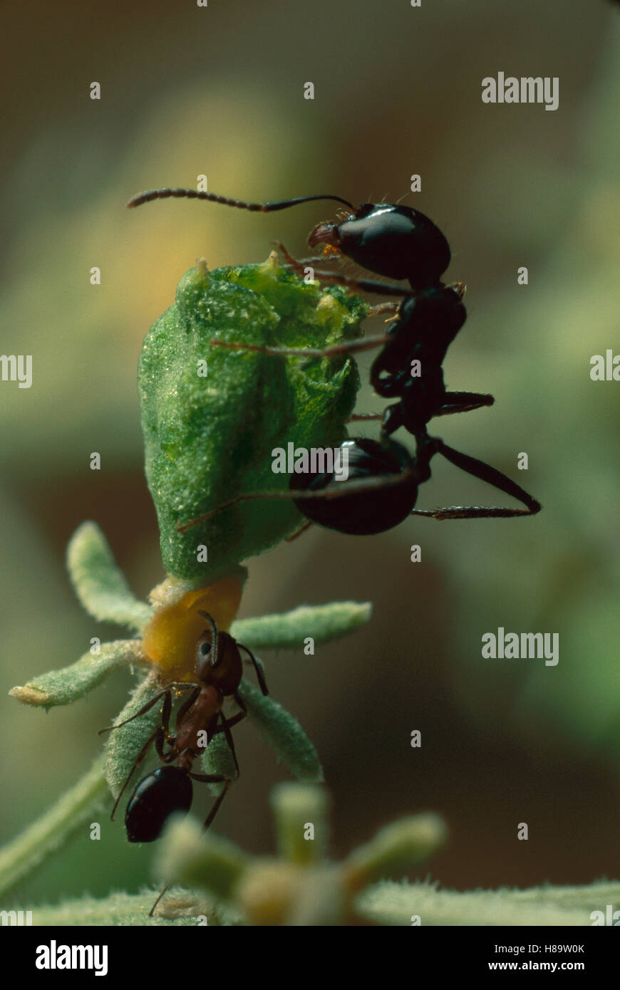 Harvester Ant (Messor sp) pair harvesting seed, Israel Stock Photo - Alamy