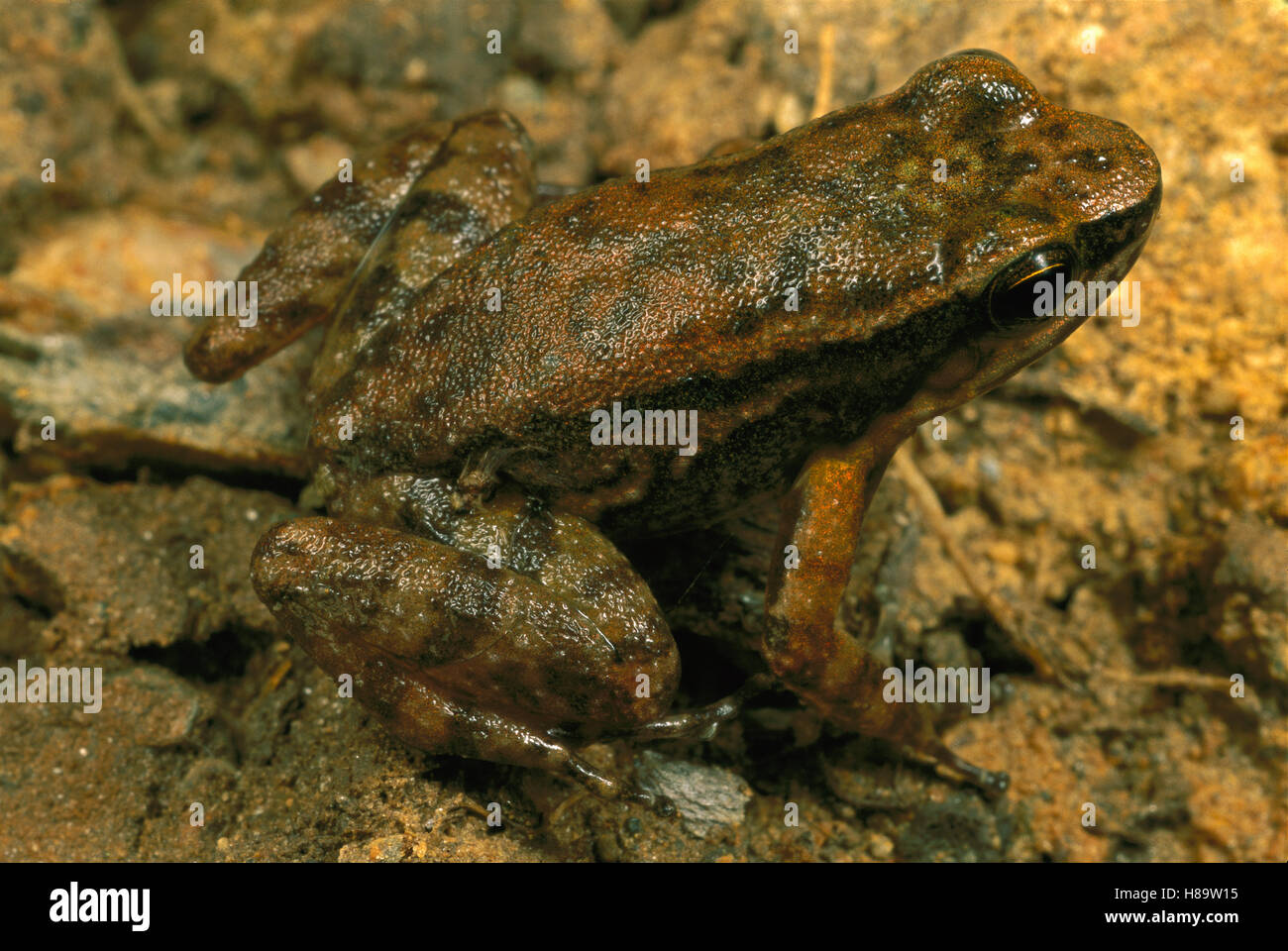 Poison Dart Frog (Colostethus moffetti), new frog species named after ...