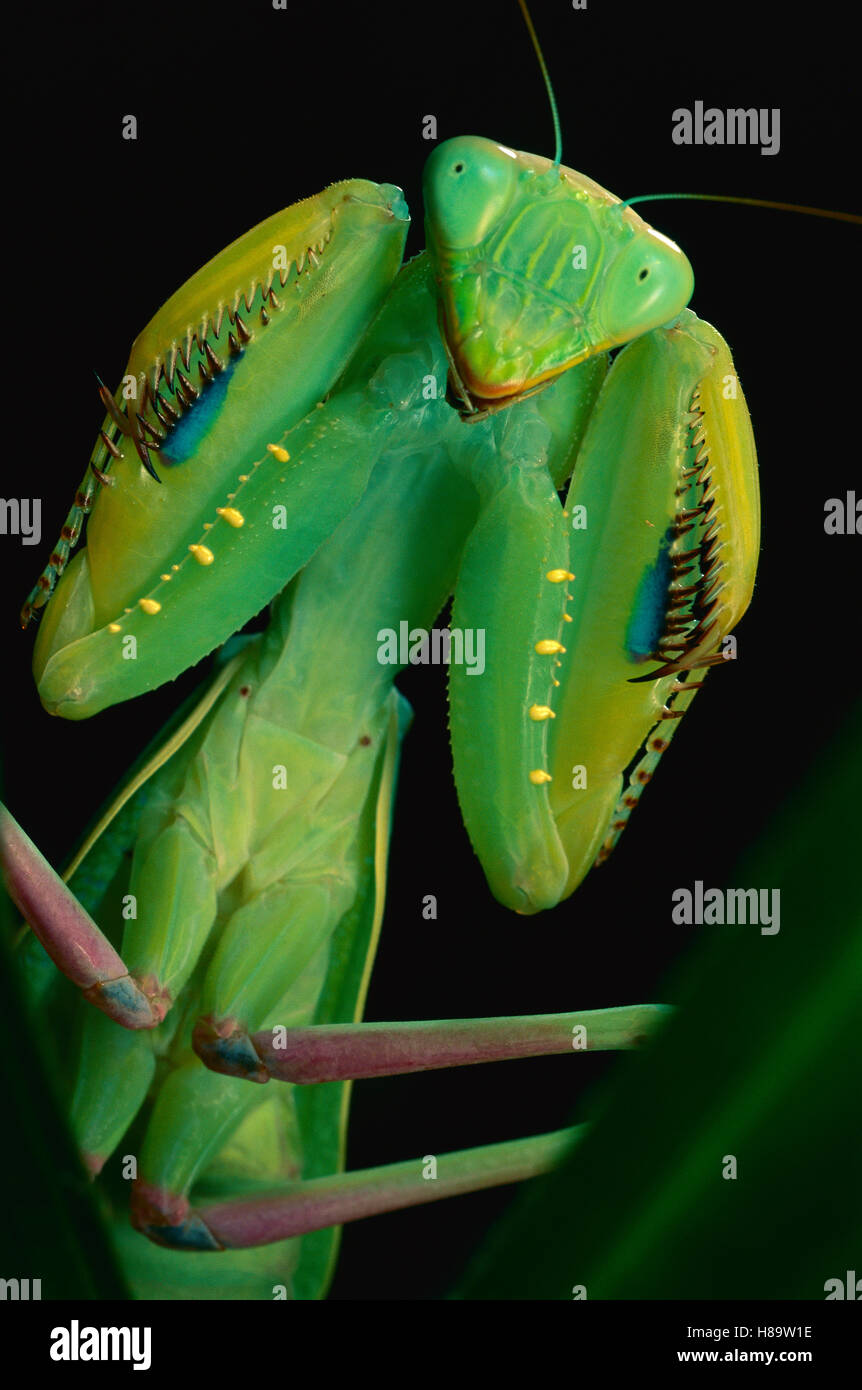 African Praying Mantis (Sphodromantis lineola) female, Africa Stock ...