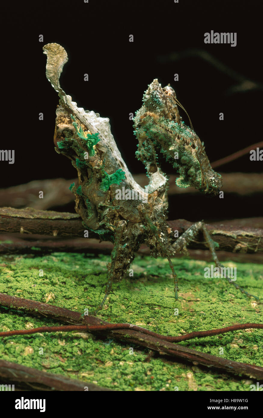 Ecuadorian Mantid (Pseudocanthops sp) matches the color of the lichen ...