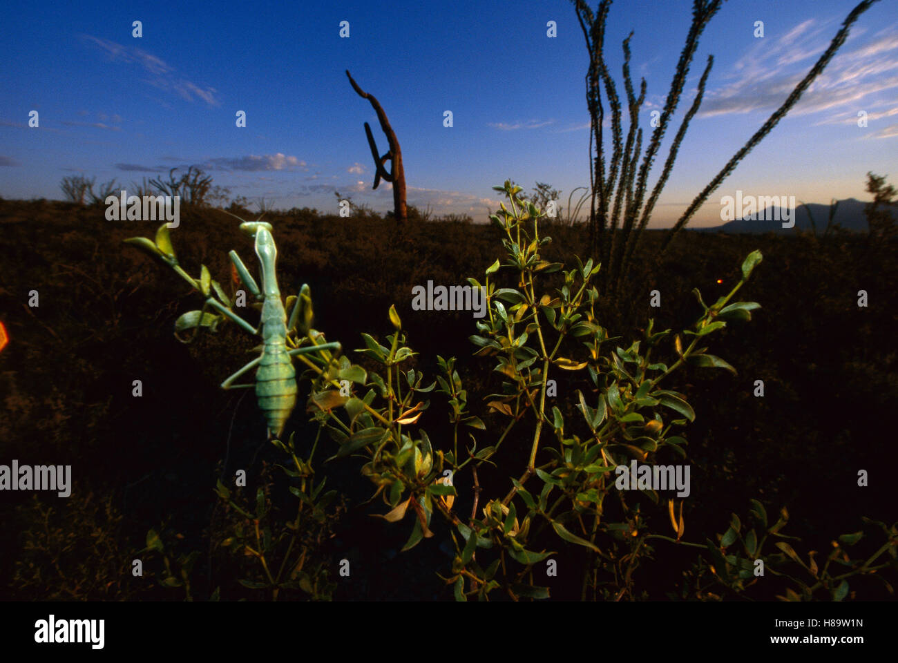 Arizona Mantis (Stagmomantis limbata) on a creosote plant in Sonoran ...