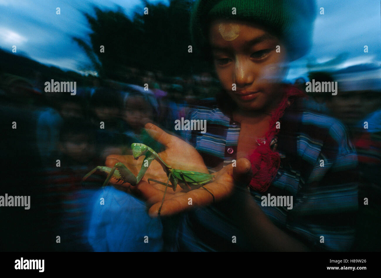 Chinese Mantis (Tenodera aridifolia) held by boy, northern Myanmar ...