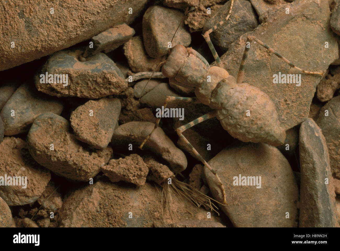 Mantid (Mantidae) an extremly rare species, Kerman, Iran Stock Photo ...