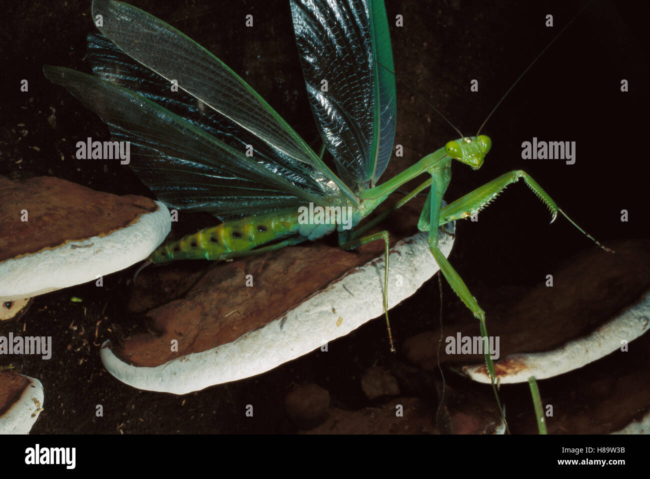 Mantid with wings out sitting on mushrooms, Surinam Stock Photo - Alamy