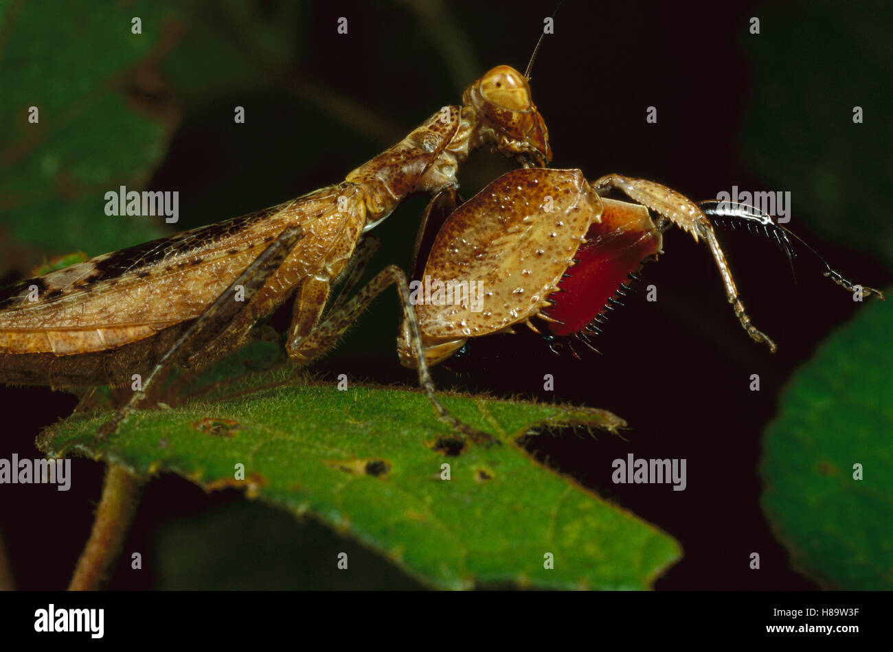 Mantid (Mantidae) side view showing red patches on forelegs, Myanmar ...