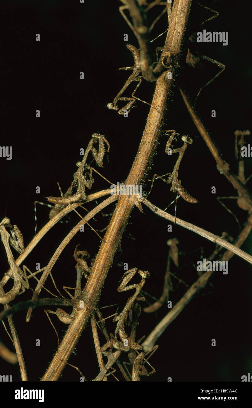 Mantid nymphs on branch, Malaysia Stock Photo - Alamy