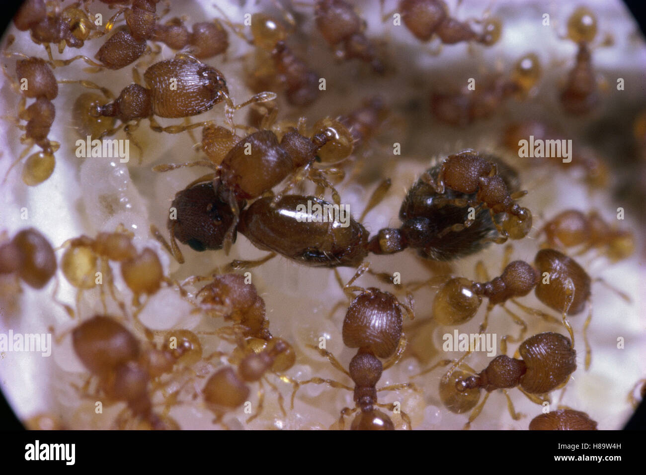Ant (Oligomyrmex sp) queen with workers, world's smallest ant ...