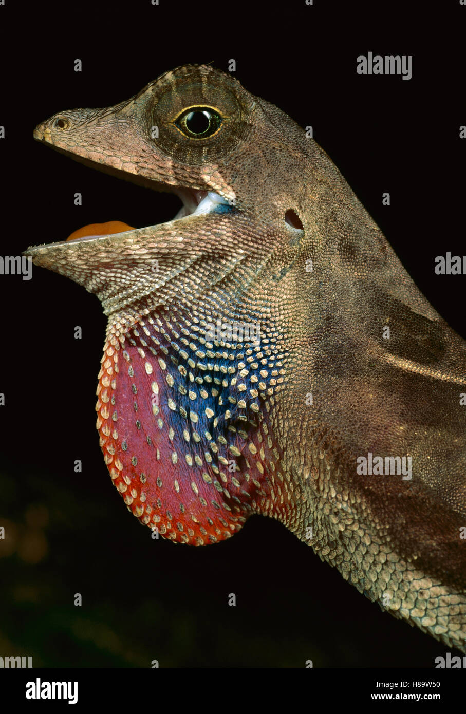 Anolis Lizard (Anolis sp) close up profile, Ecuador Stock Photo - Alamy