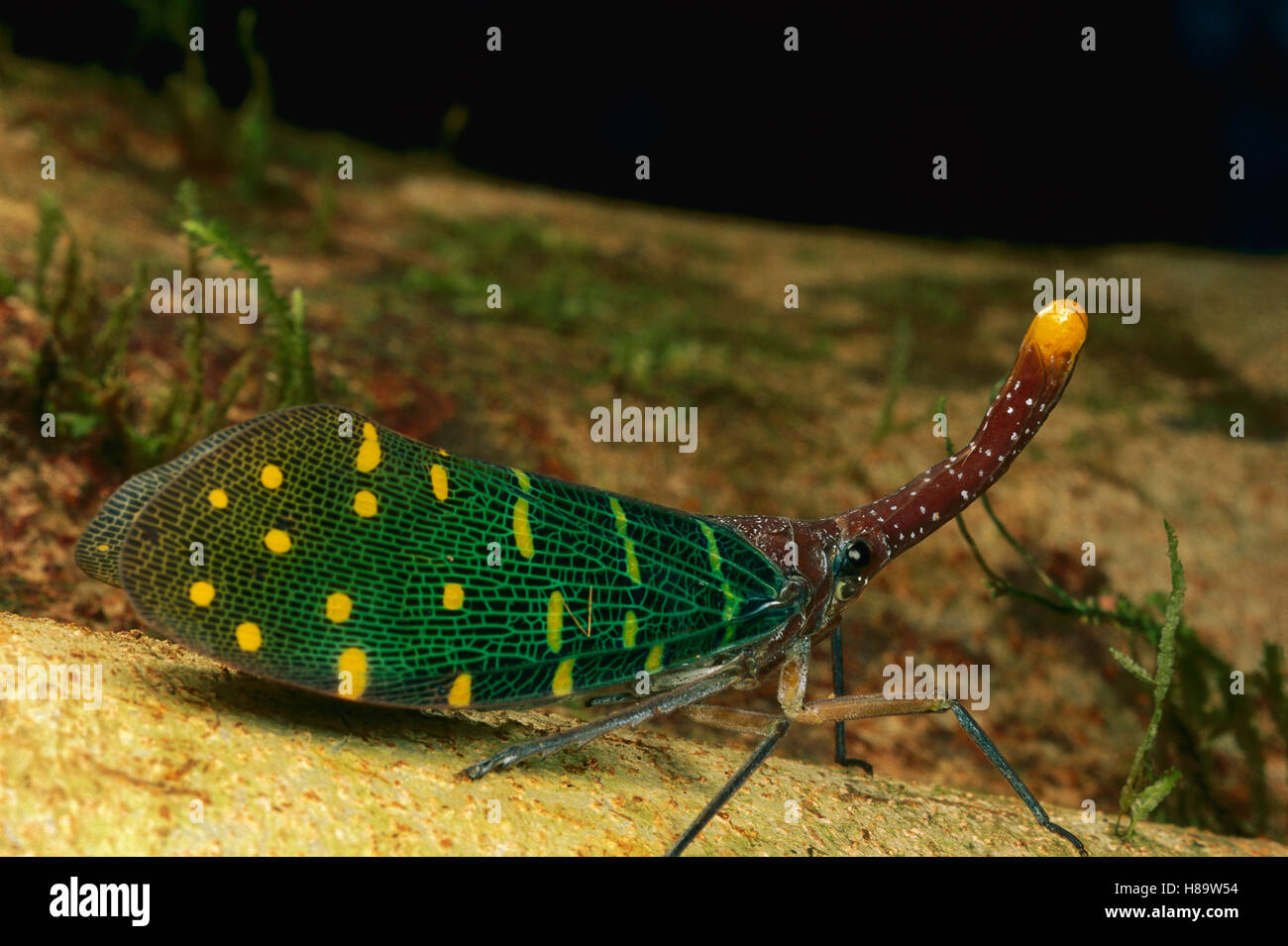 Fulgorid Planthopper (Fulora sp) profile, Peru Stock Photo - Alamy