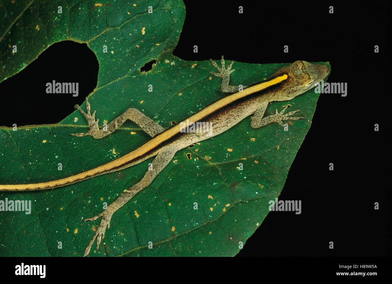 Anolis Lizard (Anolis sp) lizard sleeping where predators cannot ...