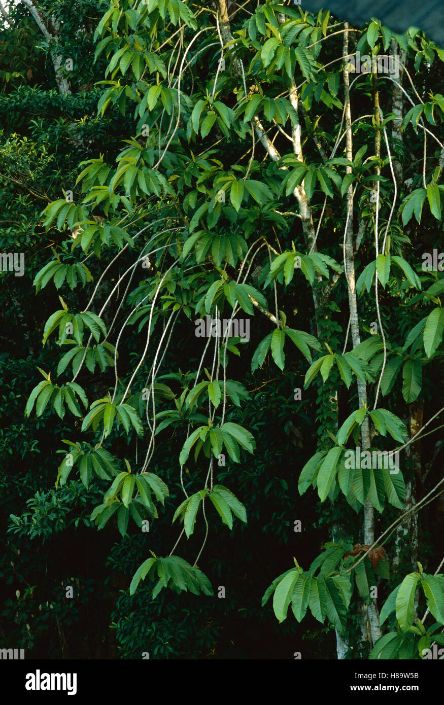 Example of extreme tree architecture, Iquitos, Peru Stock Photo - Alamy