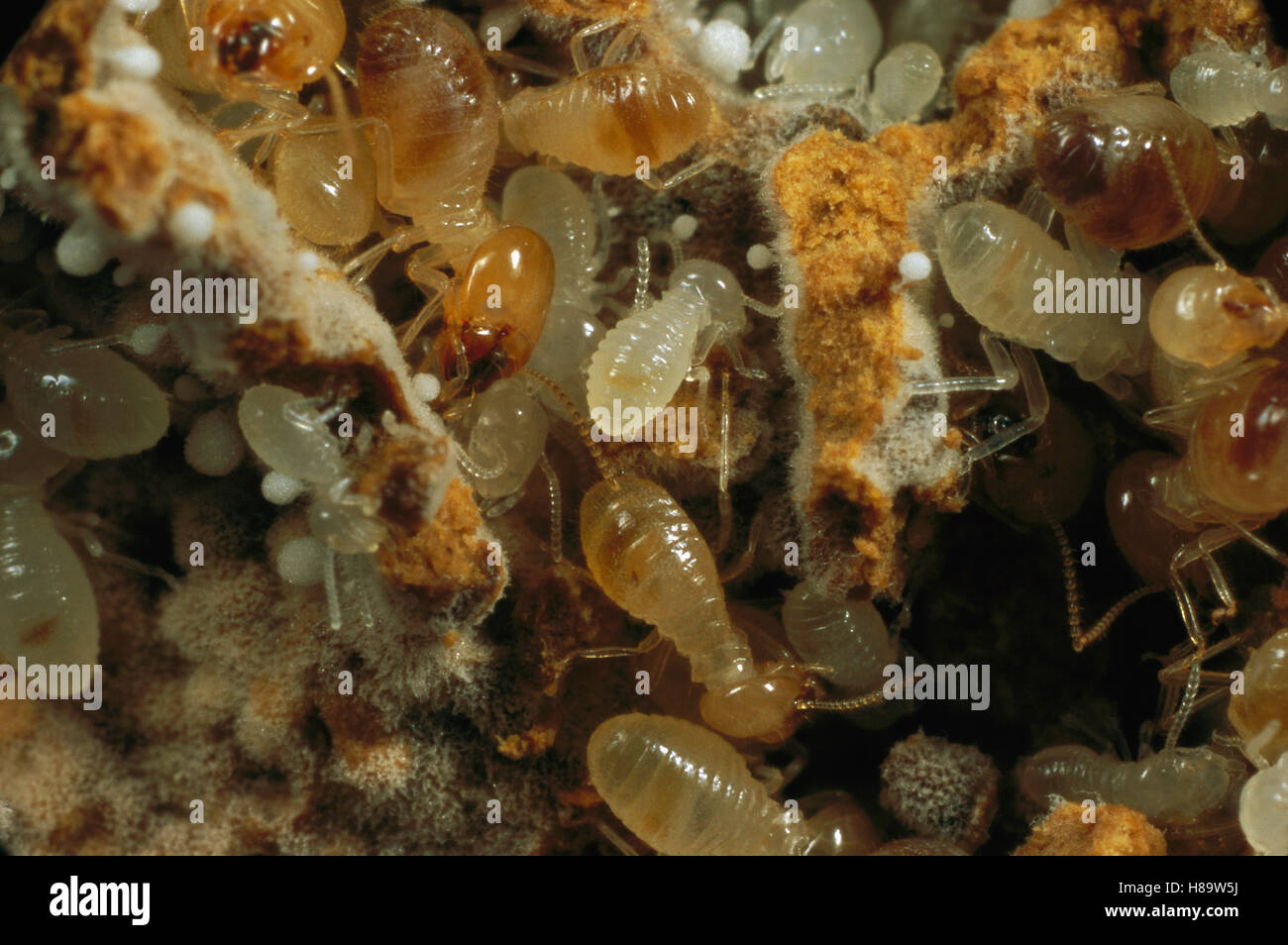 Termite colony in fungus nest, Gashaka, Nigeria Stock Photo - Alamy