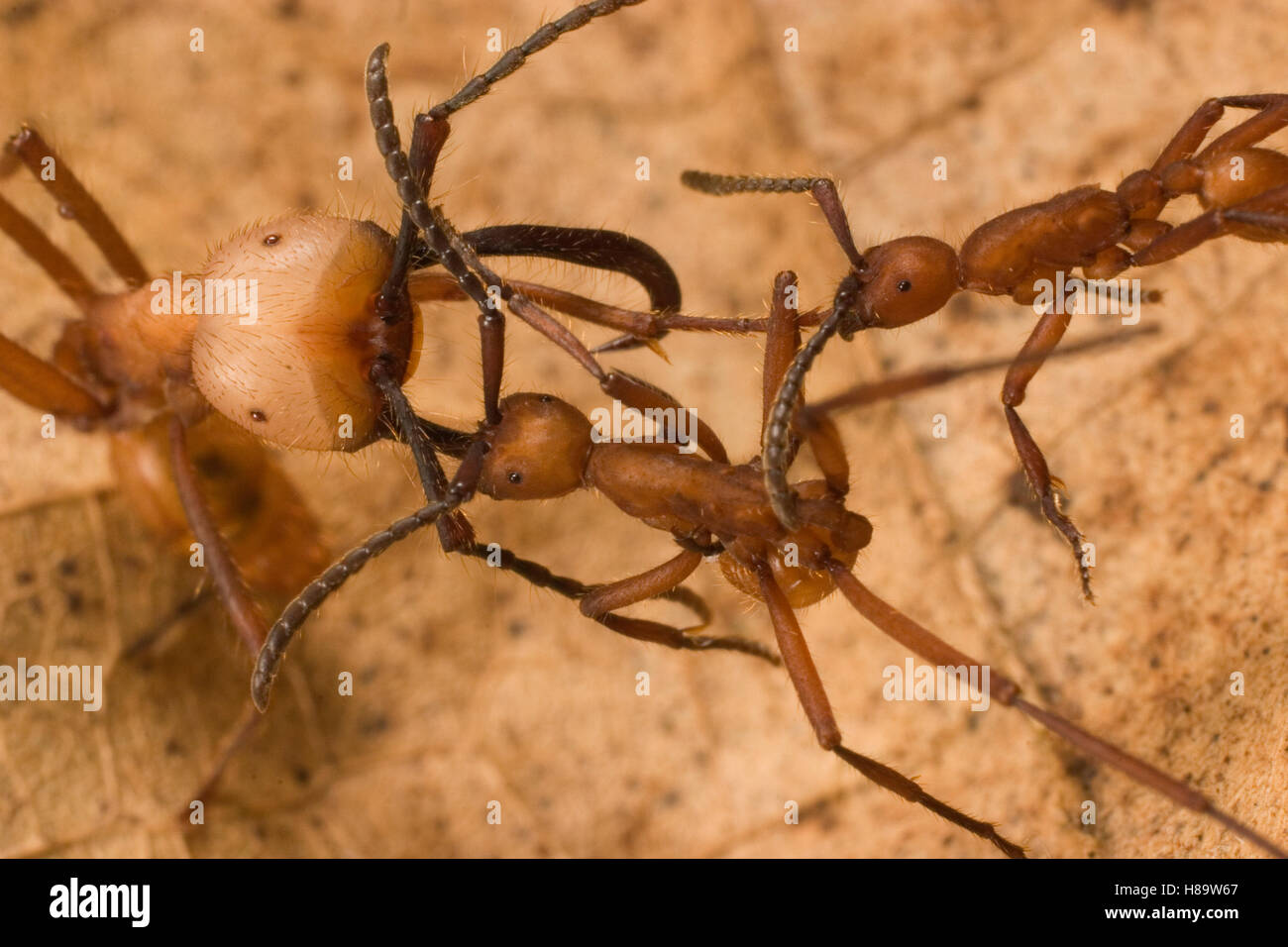 Army Ant (Eciton i) soldier fighting two smaller workers of rival army ...