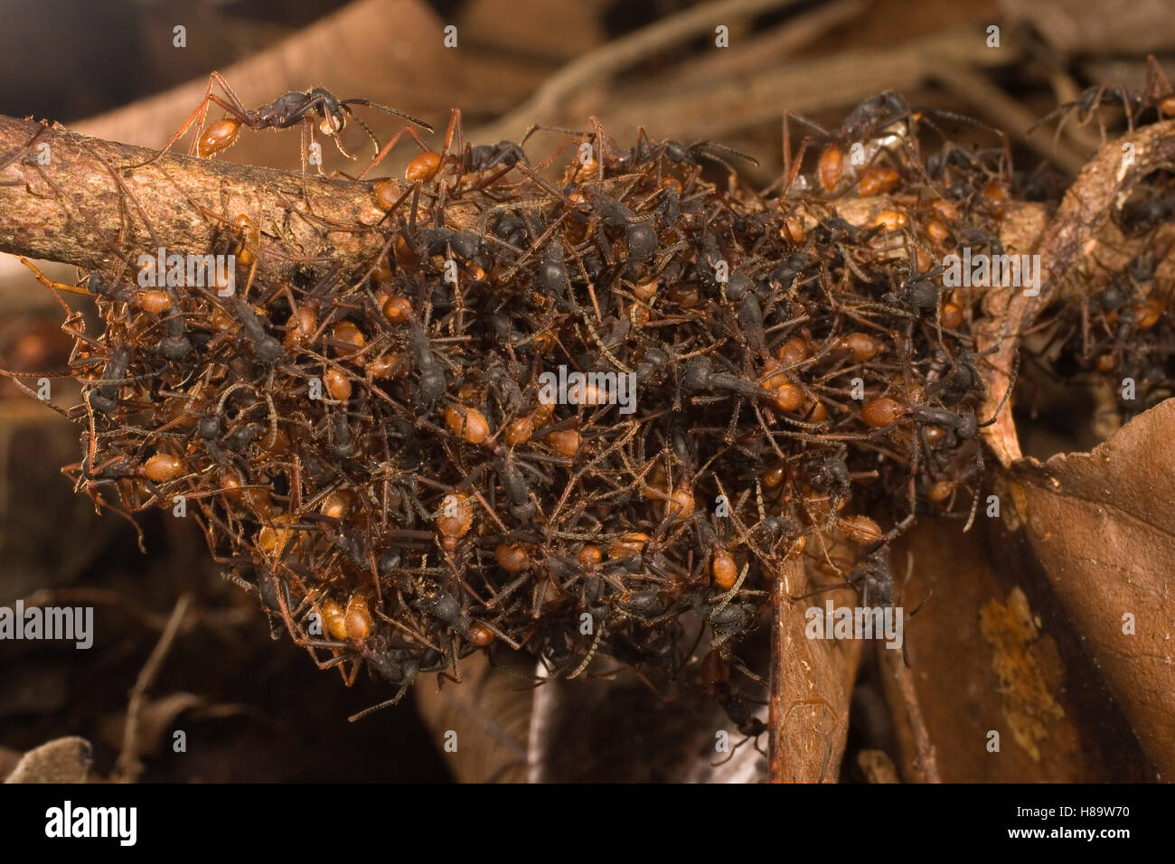 Army Ant (Eciton burchellii) workers form a bridge along the trail for ...