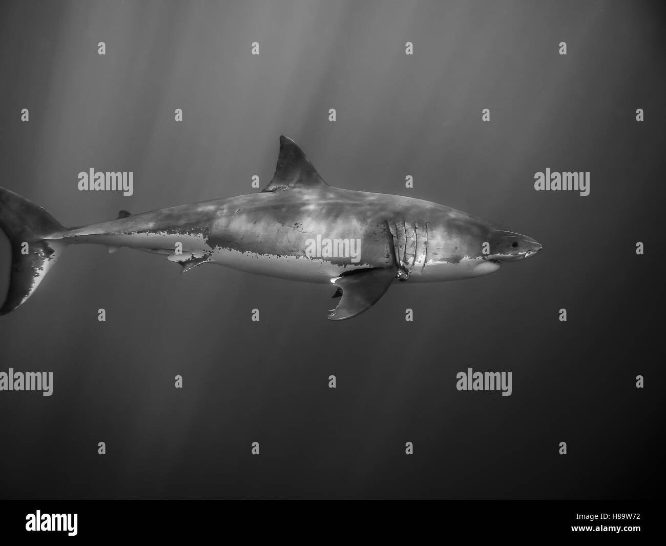 Great white shark Black and White Stock Photos & Images - Alamy