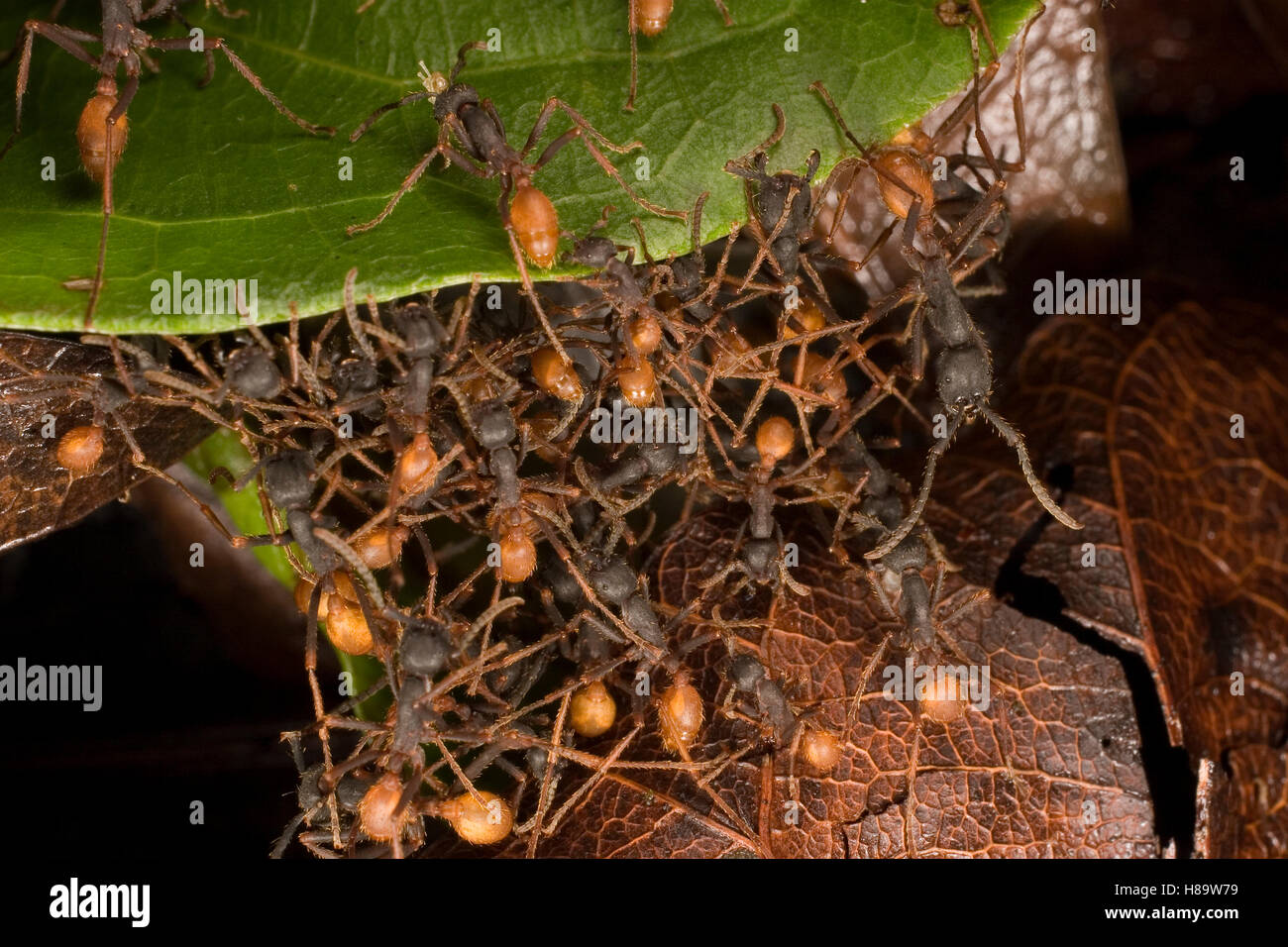 Army Ant (Eciton sp) workers form a bridge along the trail for colony ...