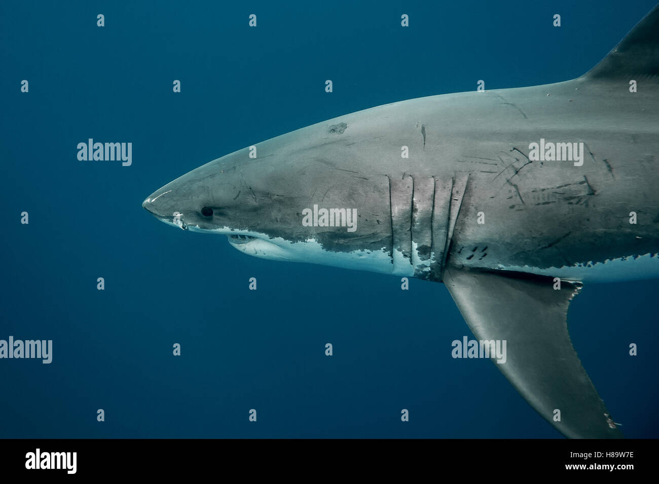 Great white shark swimming in the depths of the Pacific Ocean Stock ...
