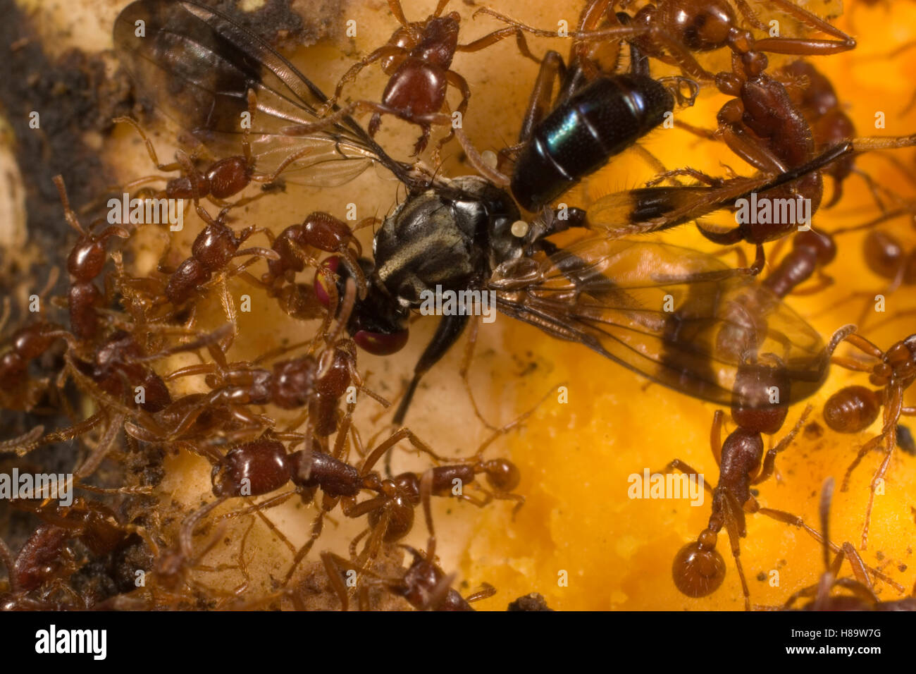 Semi-vegetarian army ant (Labidus coecus) swarm catches, quickly kills ...