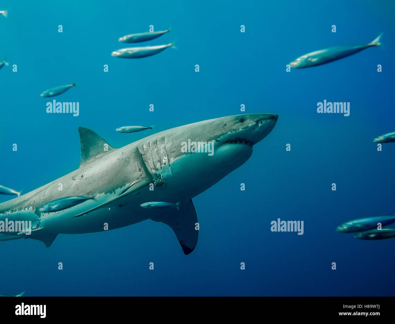 Tagged great white shark swimming against tide under sunlight in the ...