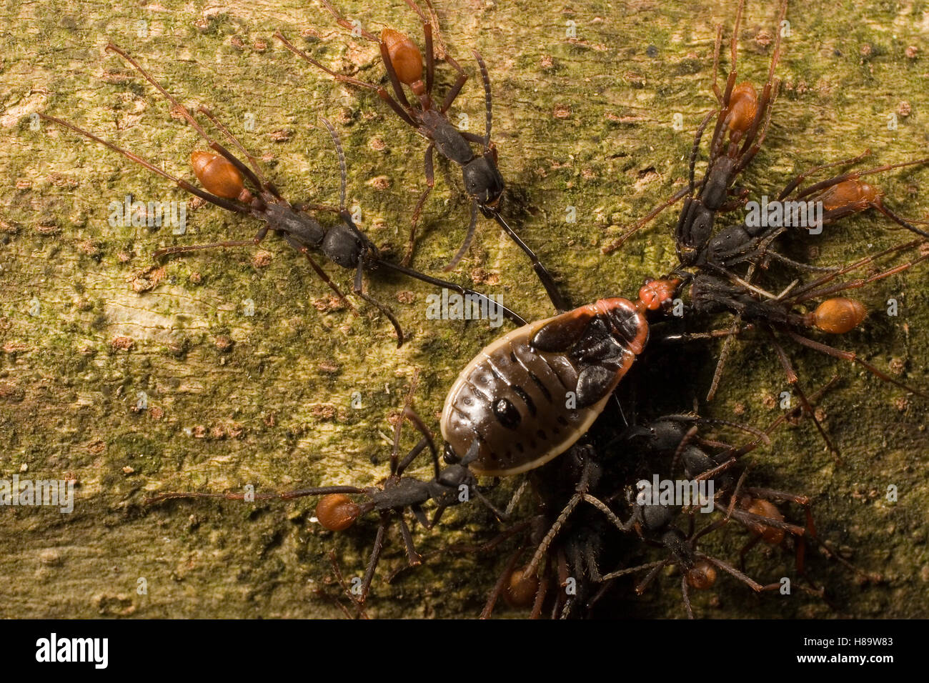 Army Ant (Eciton burchellii) minor workers, working together to ...