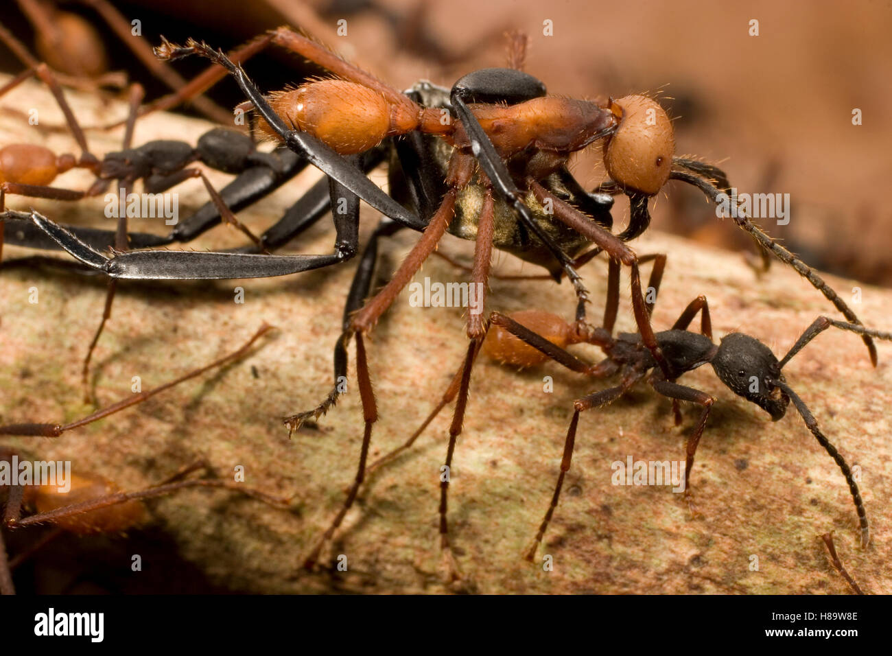 Army Ant (Eciton burchellii) workers carry dead prey back to feed colony, Barro Colorado Island ...