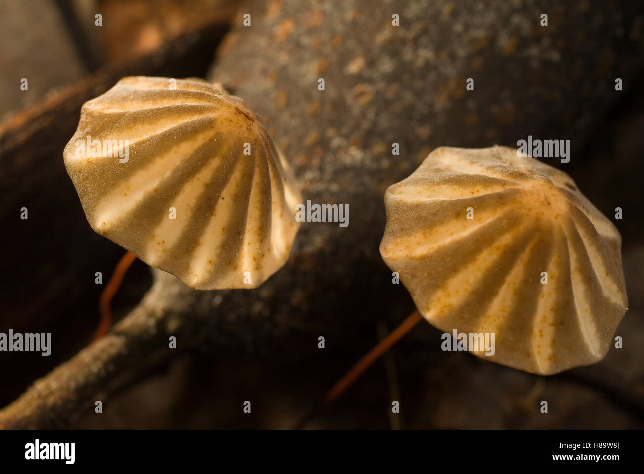 Mushrooms in the rainforest, Tiputini Biodiversity Station, Ecuador ...