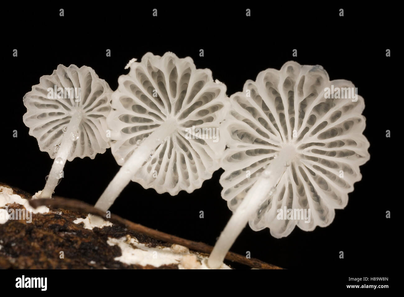 Mushrooms in the rainforest, Tiputini Biodiversity Station, Ecuador ...